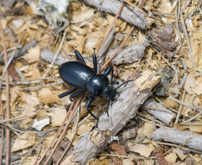 Beetles | Longhorn Termite & Pest Control