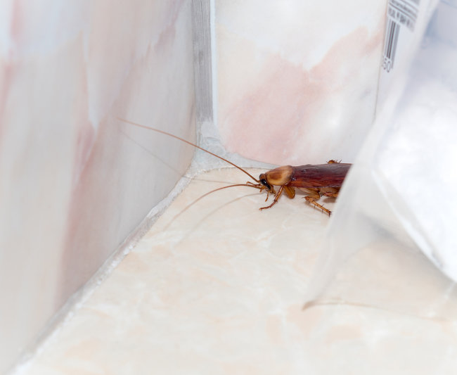 Brownbanded Cockroach | Longhorn Termite & Pest Control