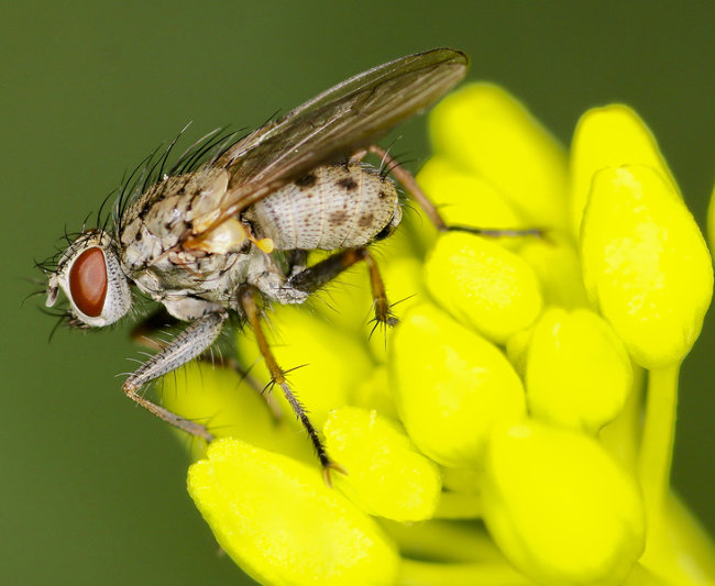 Flesh Fly | Longhorn Termite & Pest Control