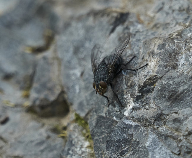 Black Fly | Longhorn Termite & Pest Control