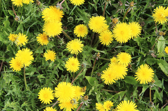 Dandelions Got You Down? Don’t Despair – Professional Weed Control ...