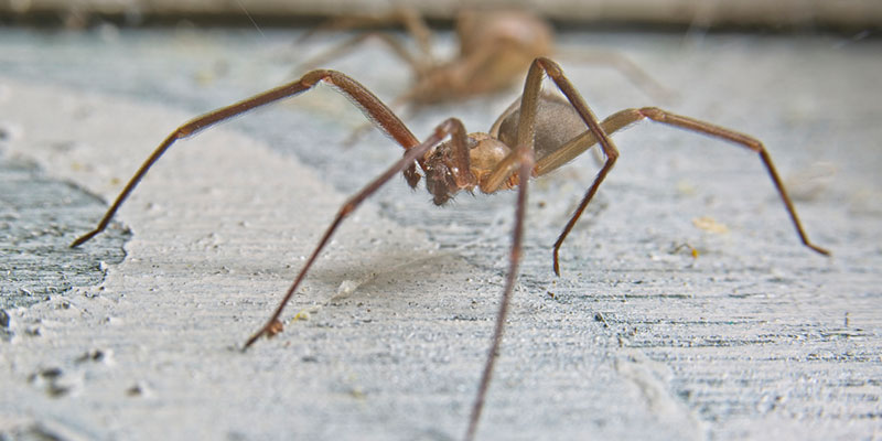 Is That a Wolf Spider or a Brown Recluse? Here’s How You Can Tell the ...