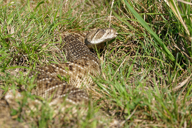The Importance of Snake Control Around Your Property | Longhorn Termite ...