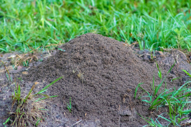 The Fire Ant: An Underestimated Backyard Pest | Longhorn Termite & Pest ...