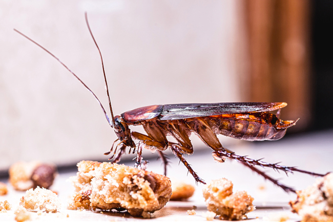 What Attracts Cockroaches to Your Home? | Longhorn Termite & Pest Control