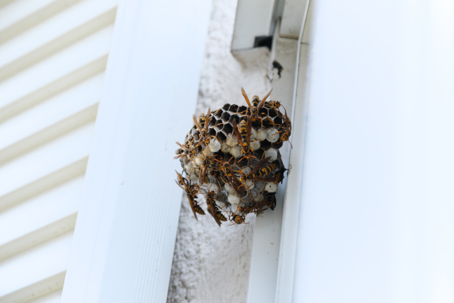 5 Simple Wasp Control Tips | Longhorn Termite & Pest Control